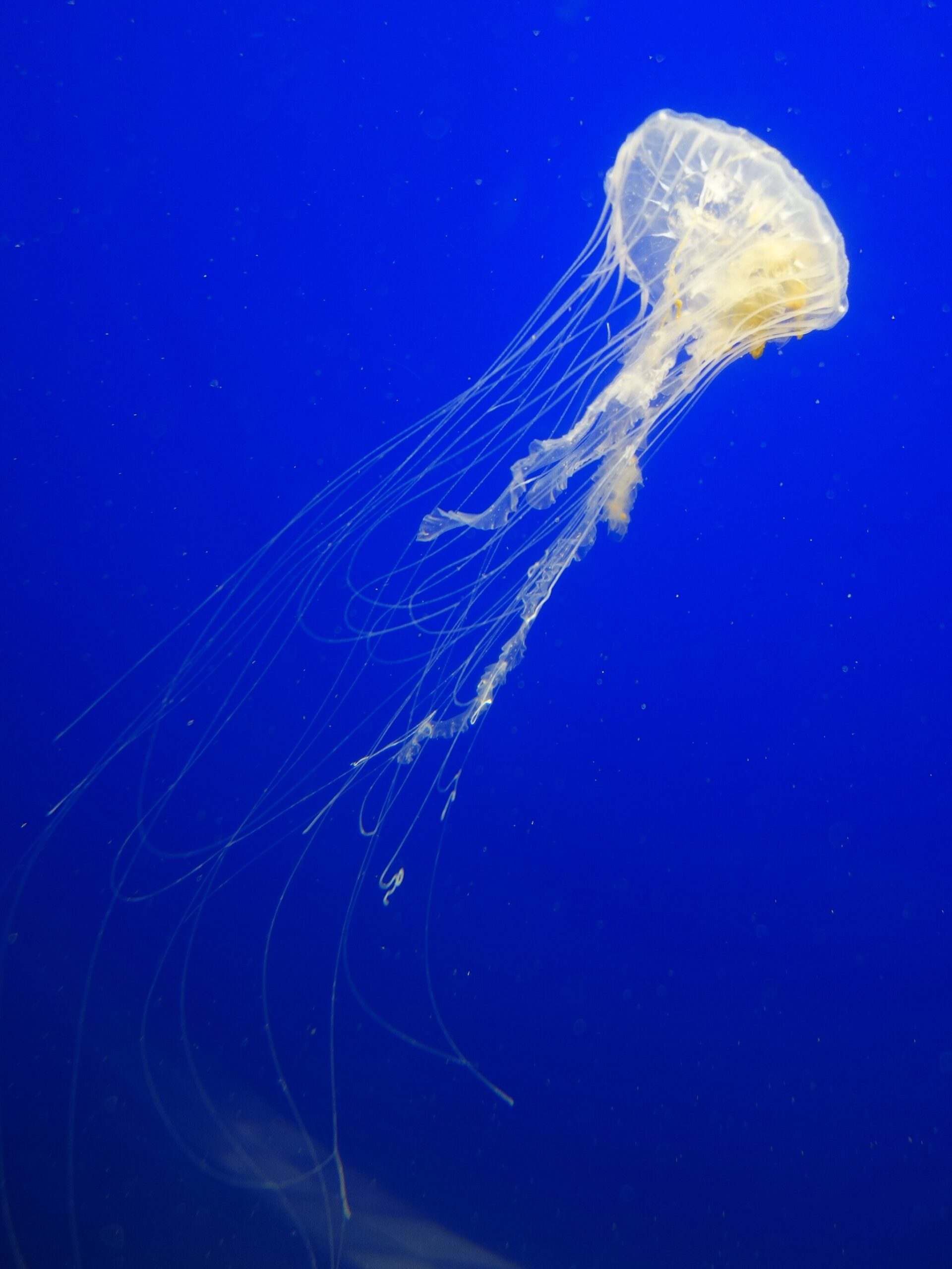 2048px-Large_Jellyfish_at_the_Fort_Fisher_Aquarium | Mid-Atlantic Review